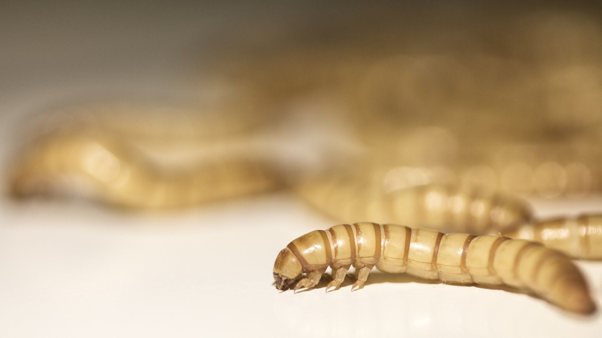 Pequeños Gusanos Encontrados En Casa