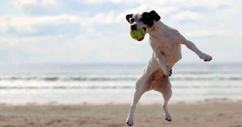 Son Amigables Con Las Focas Como Los Perros