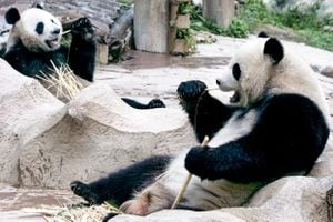 El tierno video viral de un oso panda que fue captado mientras tenía un ...
