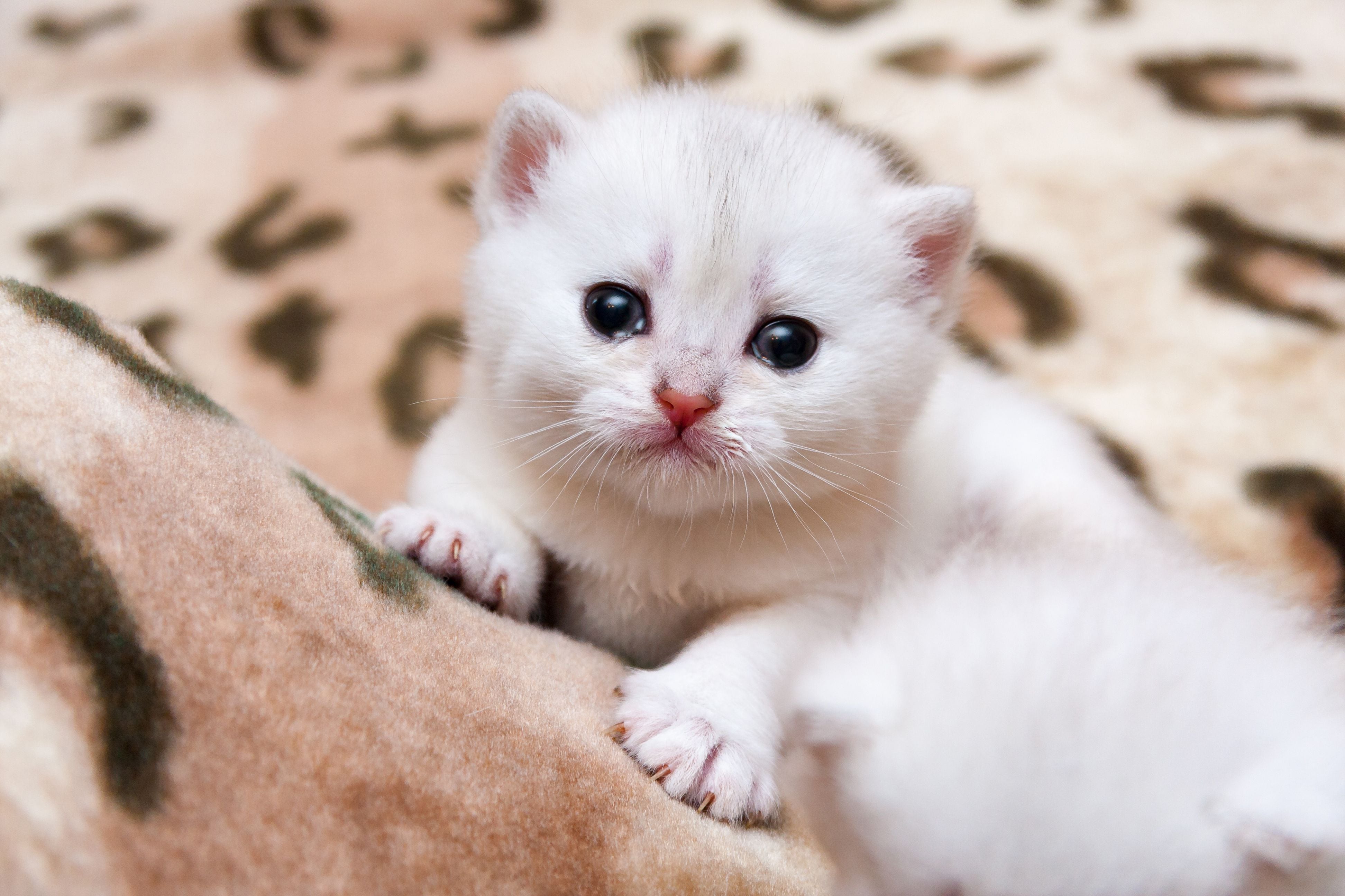 Gatito Bebe Llorando Por Qué Mi Gato Maúlla Mucho! | Purina Mexico