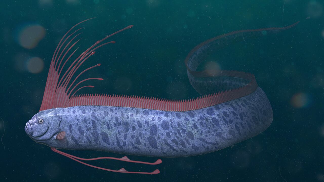 Pez del fin del mundo: la misteriosa razón por la que este habitante de ...