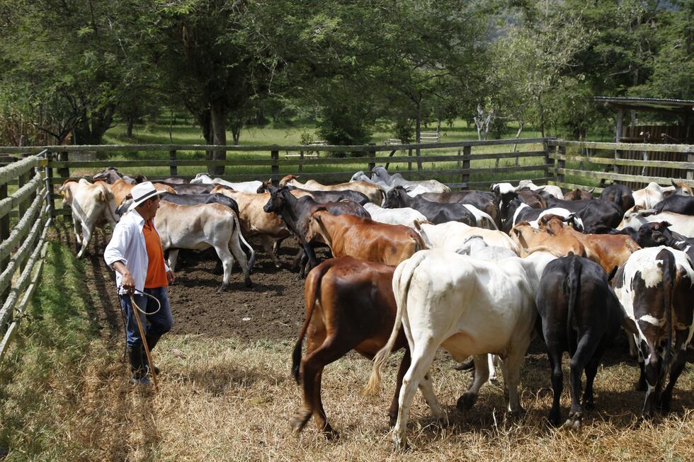Analdex se pronunció sobre suspender las exportaciones de carne bovina ...