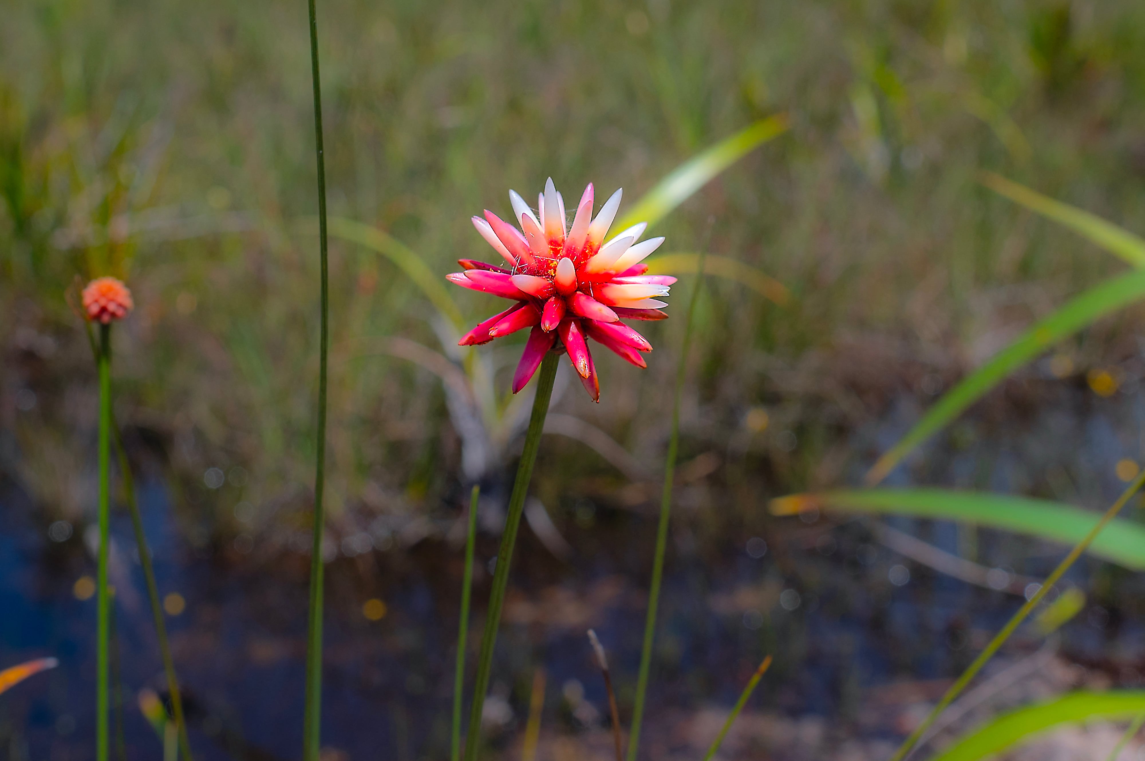Flor de Inírida: esta es la bella planta que será el emblema de la COP16