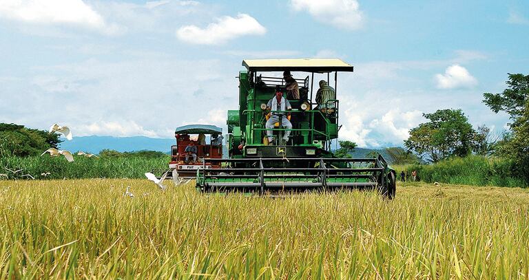 Cómo quedaron los precios del arroz por regiones tras acuerdo con ...