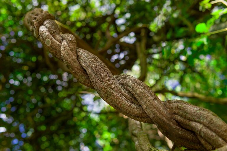 ¿Qué se esconde detrás del yagé? Misterios y revelaciones del ritual ...