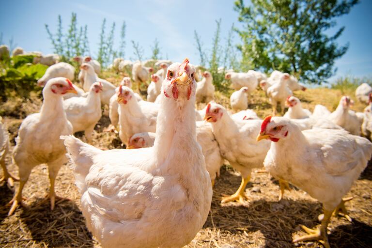 Gripe aviar H5N2, ¿cuáles so los síntomas a los que debería prestar ...